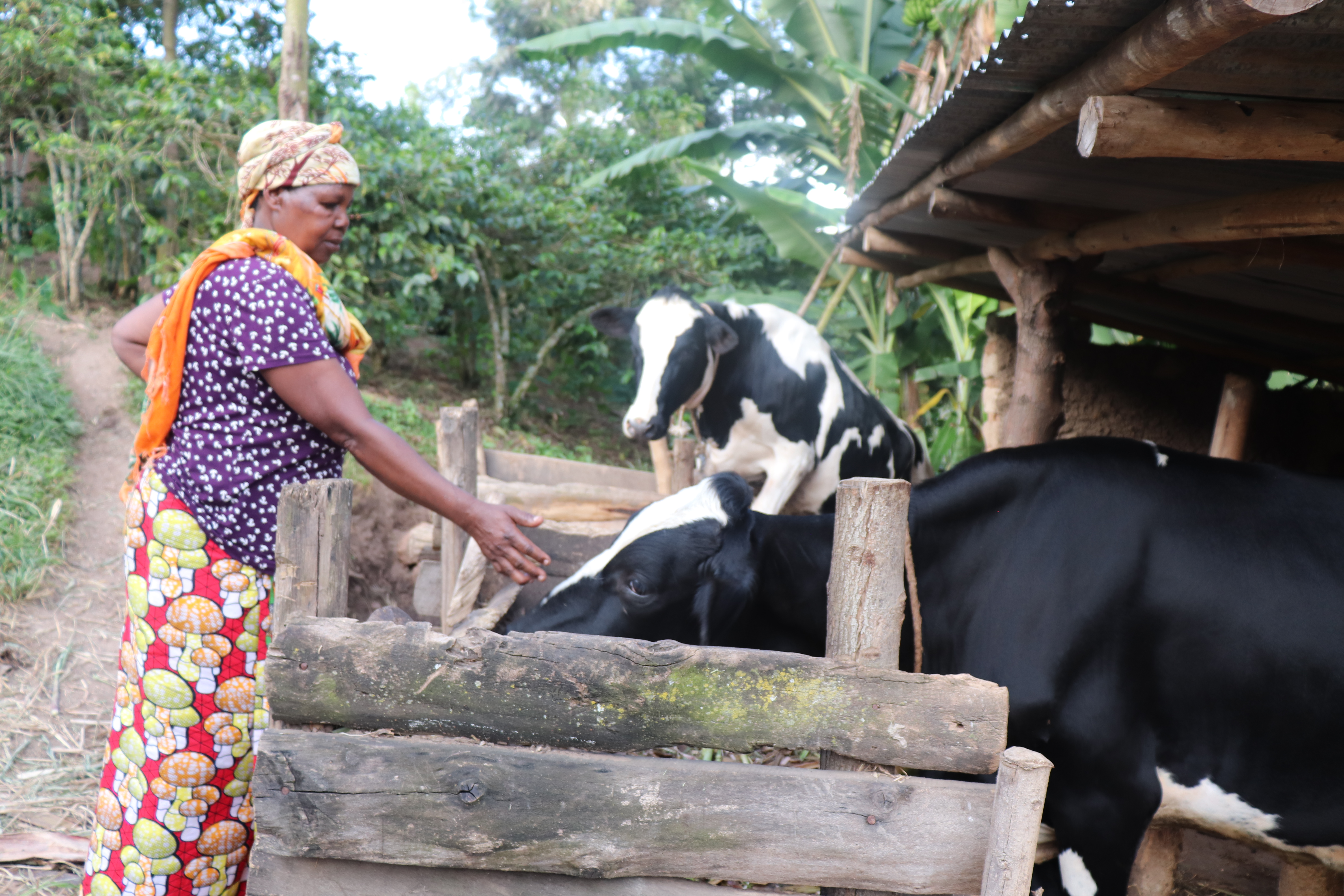 The place of a cow in traditional Rwandan society – The Light Magazine